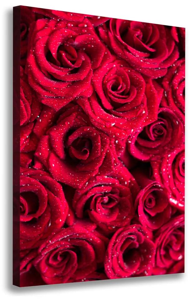Wallmuralia Foto obraz na plátně Červené růže 70x100 cm