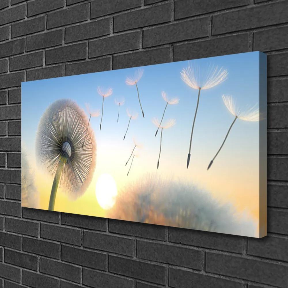 Obraz na plátně Pampeliška Květiny 140x70 cm