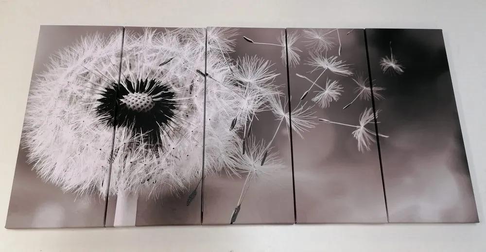 5-dílný obraz kouzelná pampeliška v černobílém provedení Varianta: 100x50