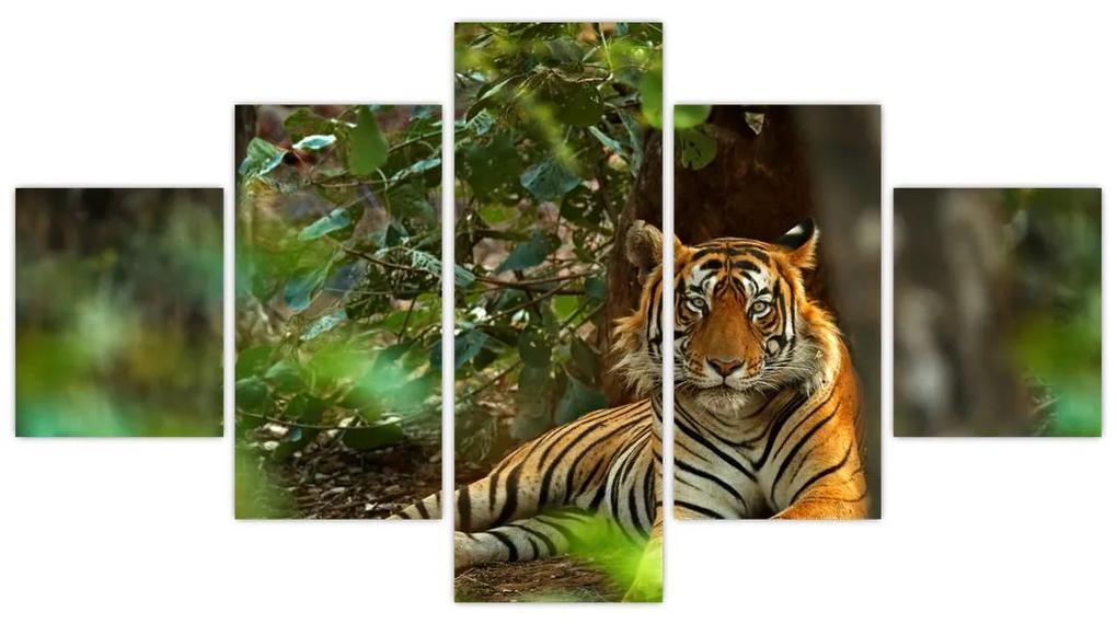 Obraz odpočívajícího tygra (125x70 cm)