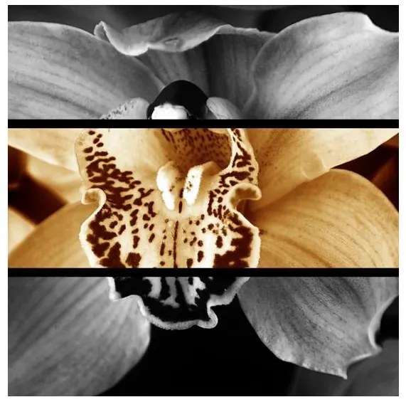 Dvoubarevný obraz orchideje (30x30 cm), 40 dalších rozměrů