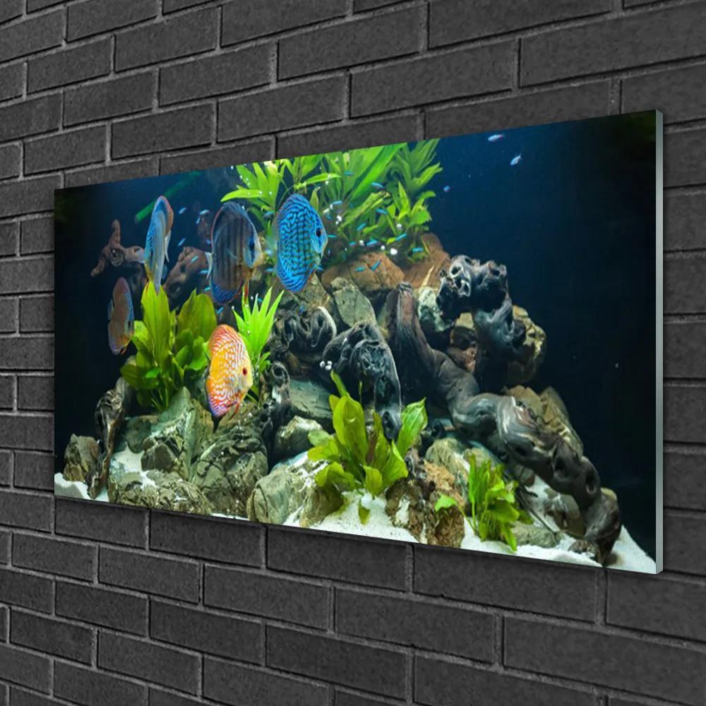 Obraz na skle Ryba Kameny Listy Příroda 140x70 cm