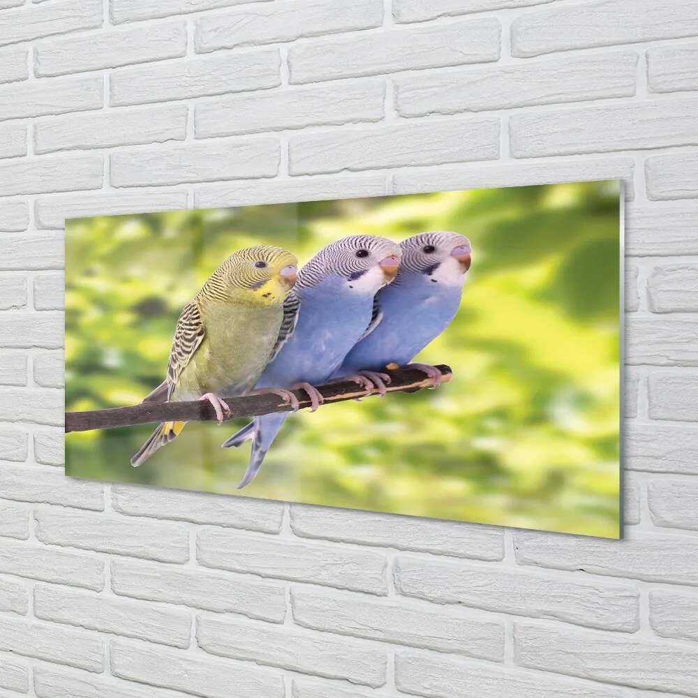Obraz na skle Barevné papoušek na větvi 125x50 cm