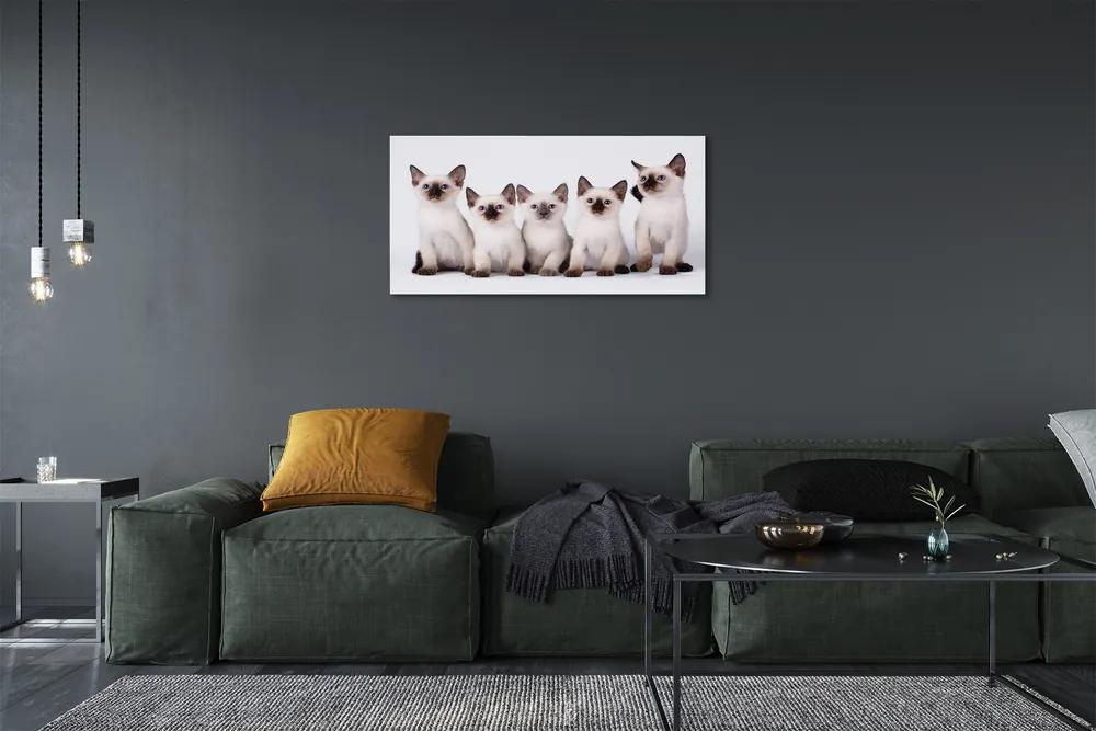 Obrazy na plátně malé kočky 120x60 cm