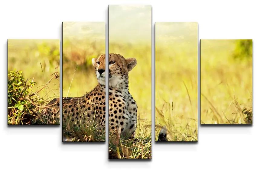 Sablio Obraz - 5-dílný Gepard - 125x90 cm