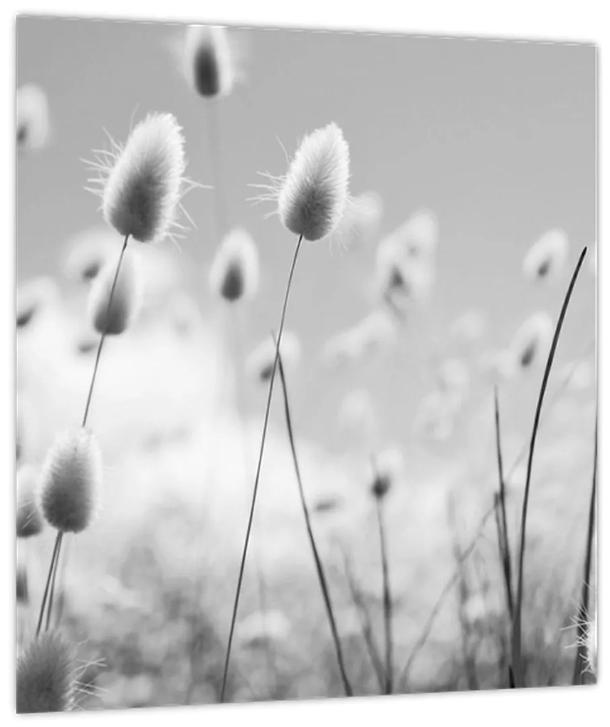 Obraz - Boho bunny tail grass (30x30 cm)