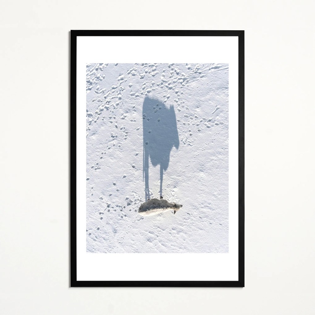 Tomáš Neuwirth | Stín ovce Rám: Černý, Velikost: 30 x 40 cm