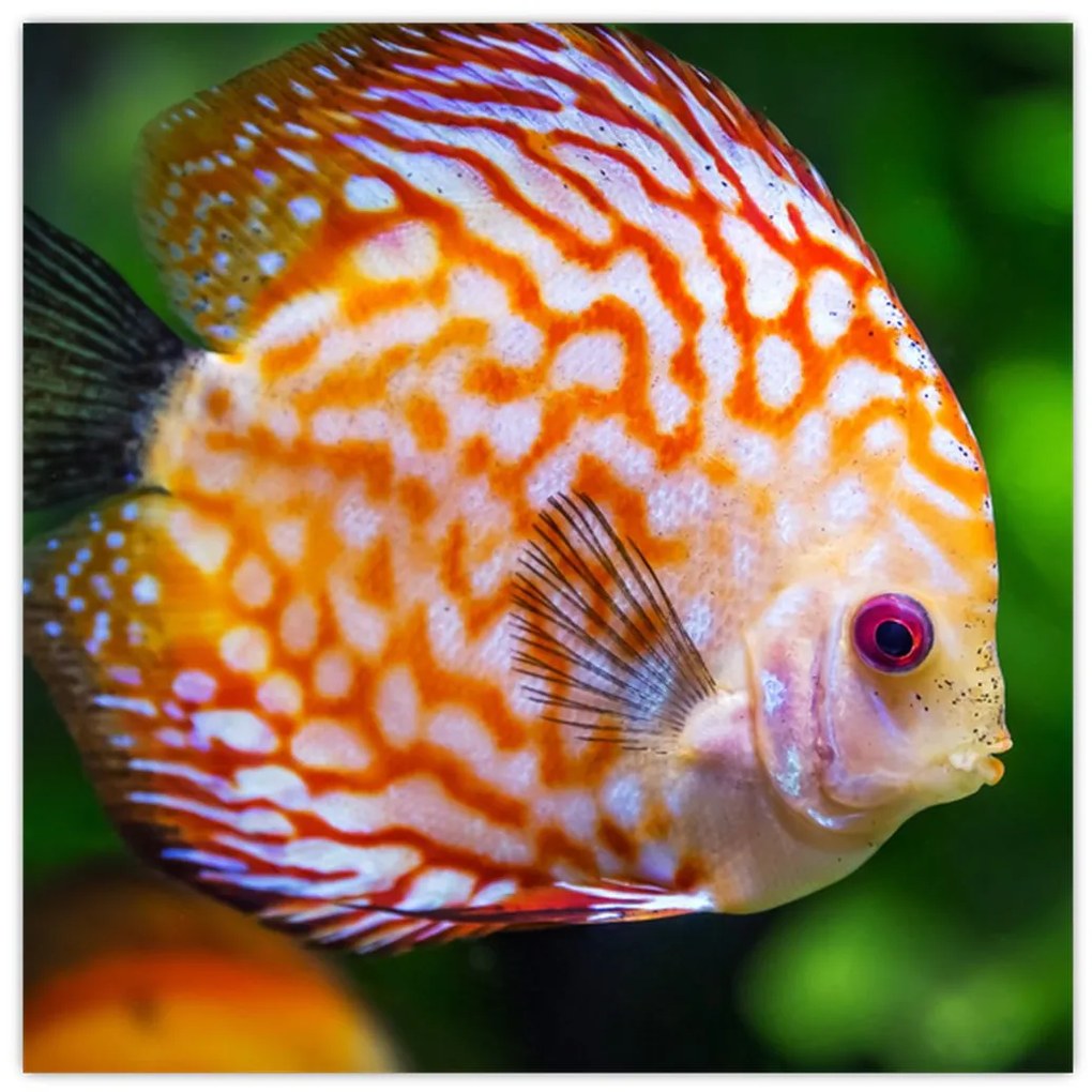 Obraz ryby (30x30 cm)