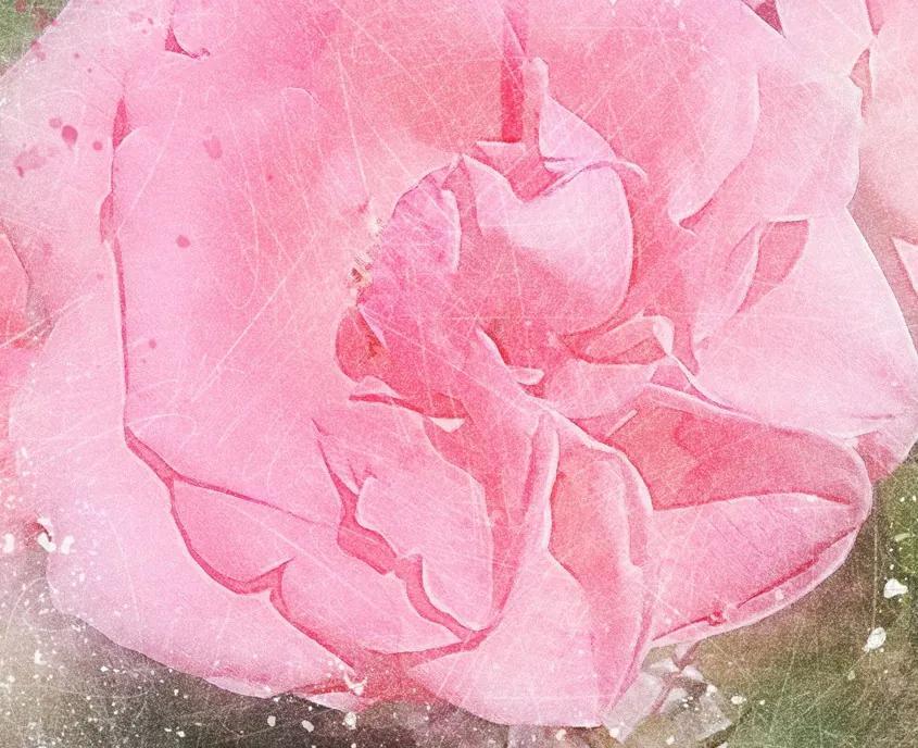Malvis ® Obraz reprodukce Růžové růže Velikost: 60x40 cm