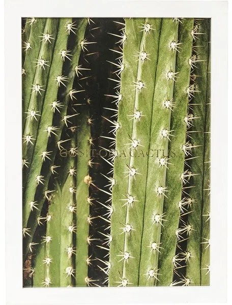 Obraz s rámem Cactus 45×33 cm