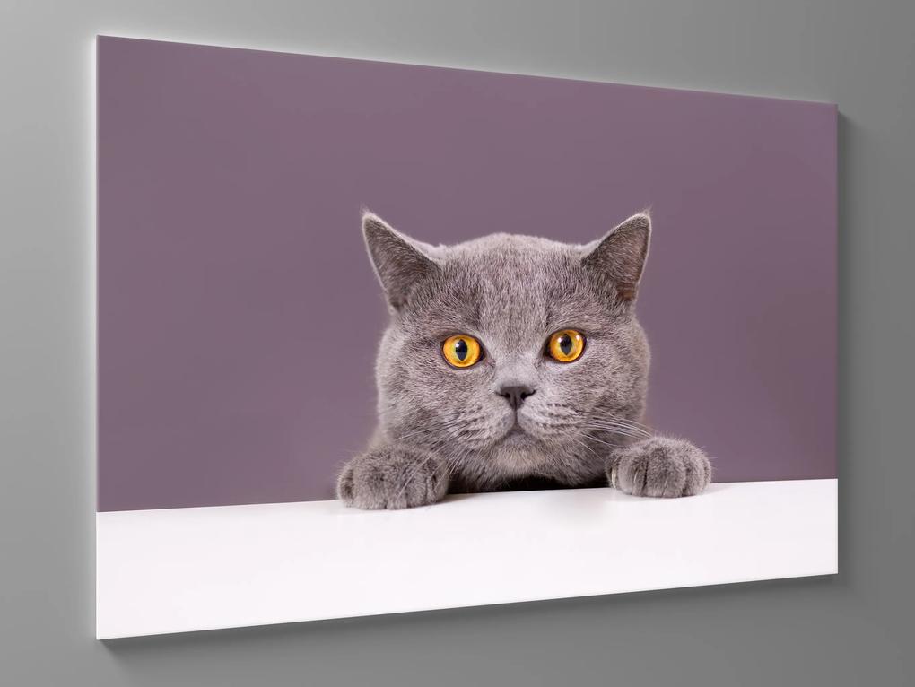 Liox Obraz šedá kočka Rozměr: 150 x 100 cm