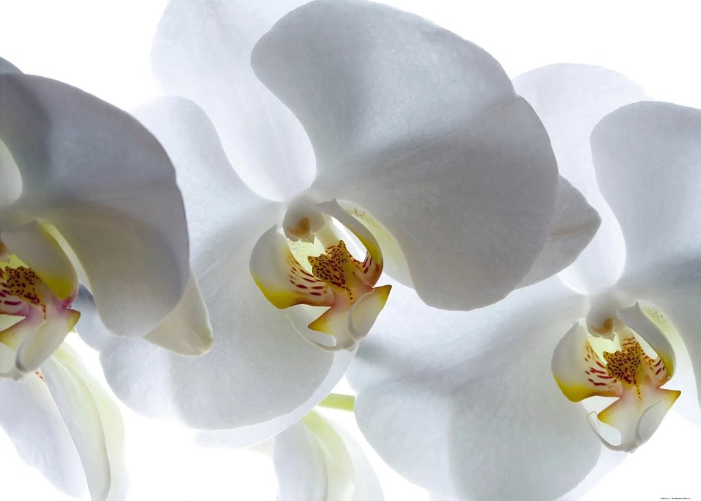 Fototapeta na míru Bílá Orchidej | Vliesová fototapeta na zed' | DFTNXXL0466