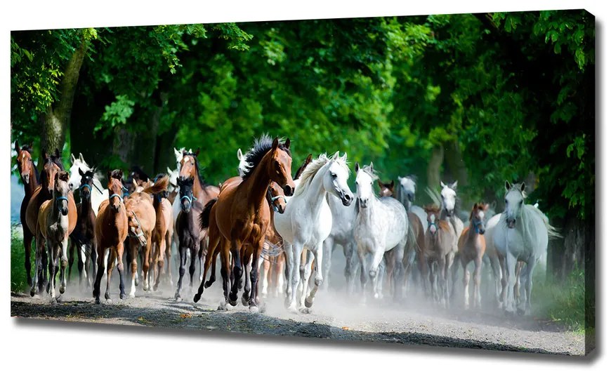 Wallmuralia Foto obraz na plátně Koně ve cvalu 120x60 cm