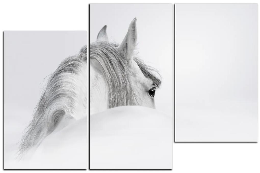 Obraz na plátně - Andaluský kůň v mlze 1219D (105x70 cm)