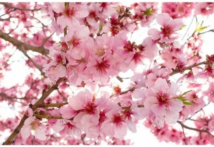DIMEX | Samolepicí vliesová fototapeta na zeď Květy jabloní MA-5-0108 | 375 x 250 cm | bílá, béžová, růžová