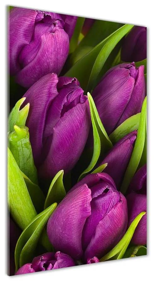 Wallmuralia Foto obraz akrylový Fialové tulipány 70x140 cm