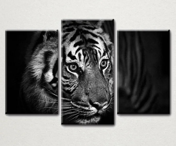 3-dílný obraz - Tygr