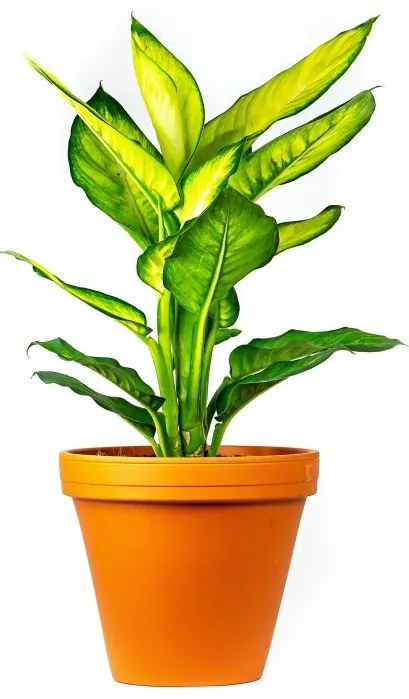 Gardners Pokojová rostlina  Dieffenbachia Camilla, průměr 12 cm