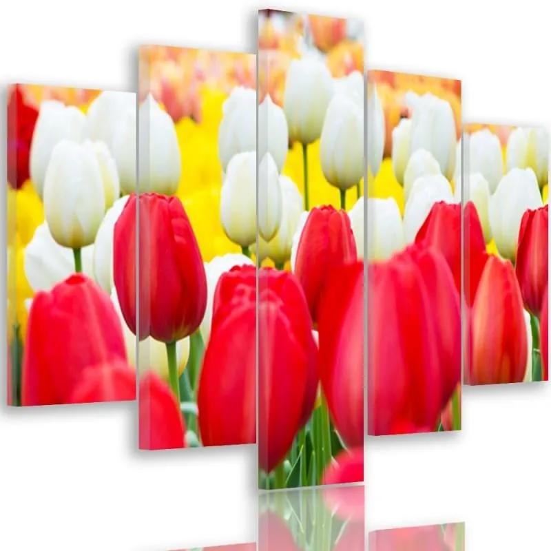 CARO Obraz na plátně - White And Red Tulips 100x70 cm