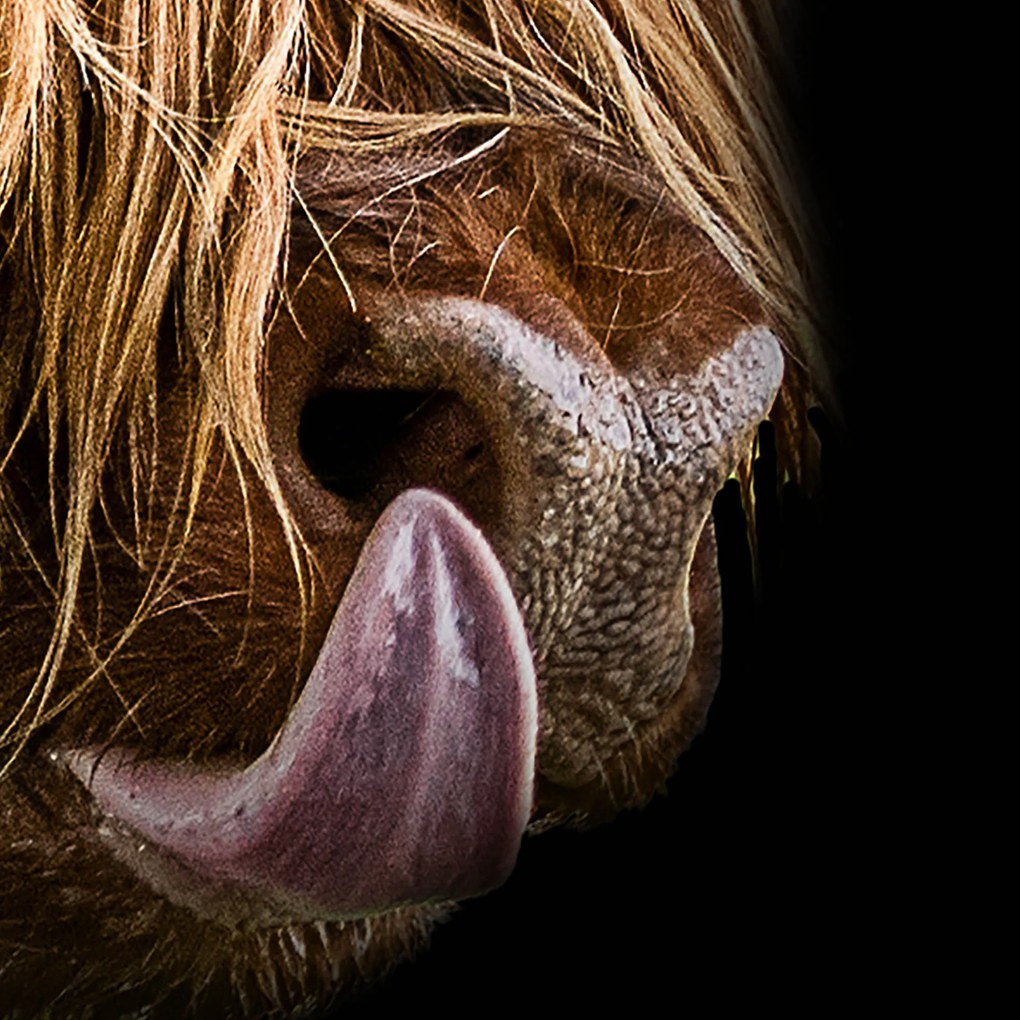 Malvis ® Tapeta Highland Cattle Vel. (šířka x výška): 360 x 260 cm
