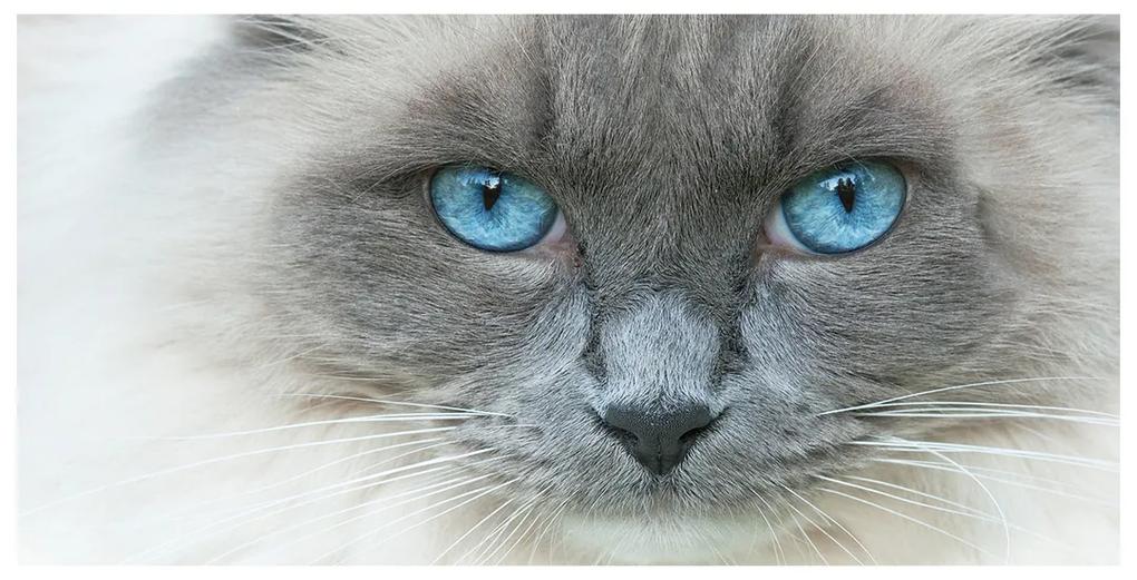 Moderní skleněný obraz z fotografie Kočka modré oči