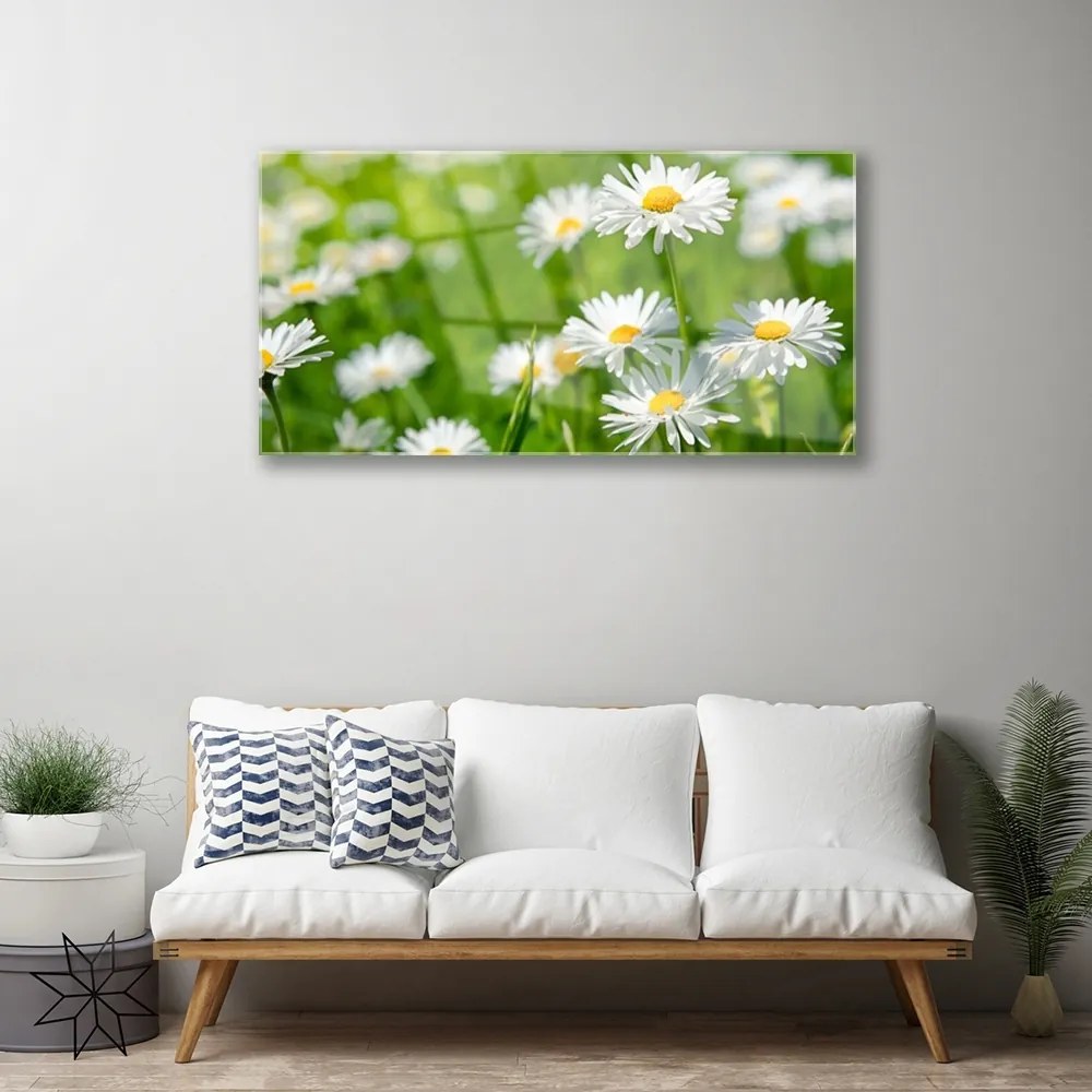 Obraz na skle Sedmikráska Květ Rostlina 140x70 cm