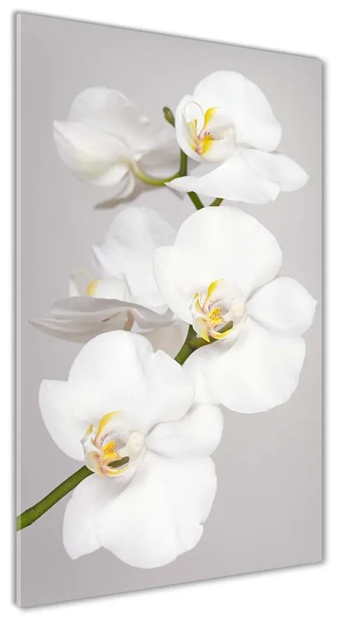 Wallmuralia Foto obraz fotografie na skle Bílá orchidej 70x140 cm