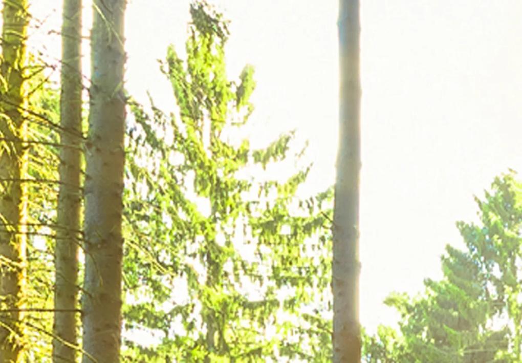 Obraz lesní záře + háčky a hřebíčky ZDARMA Velikost (šířka x výška): 200x80 cm