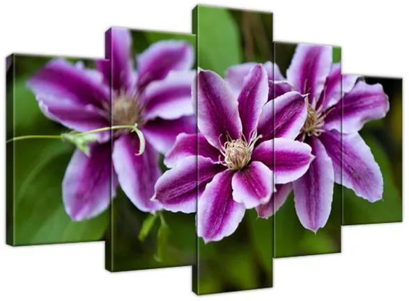 Tištěný obraz Rododendron Azalka fialová 100x63cm 119A_5D