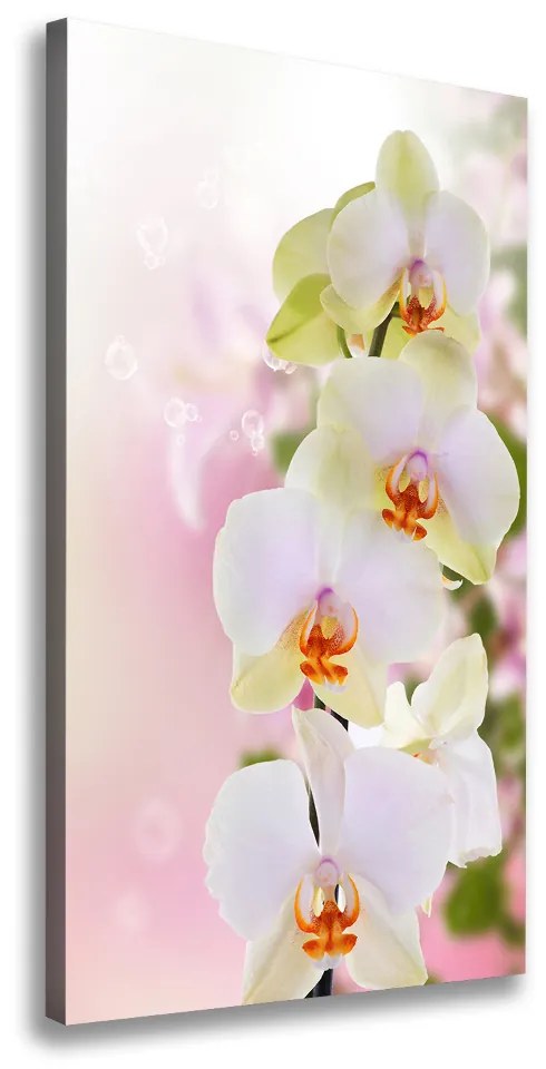 Wallmuralia Vertikální Foto obraz na plátně Bílá orchidej 50x100