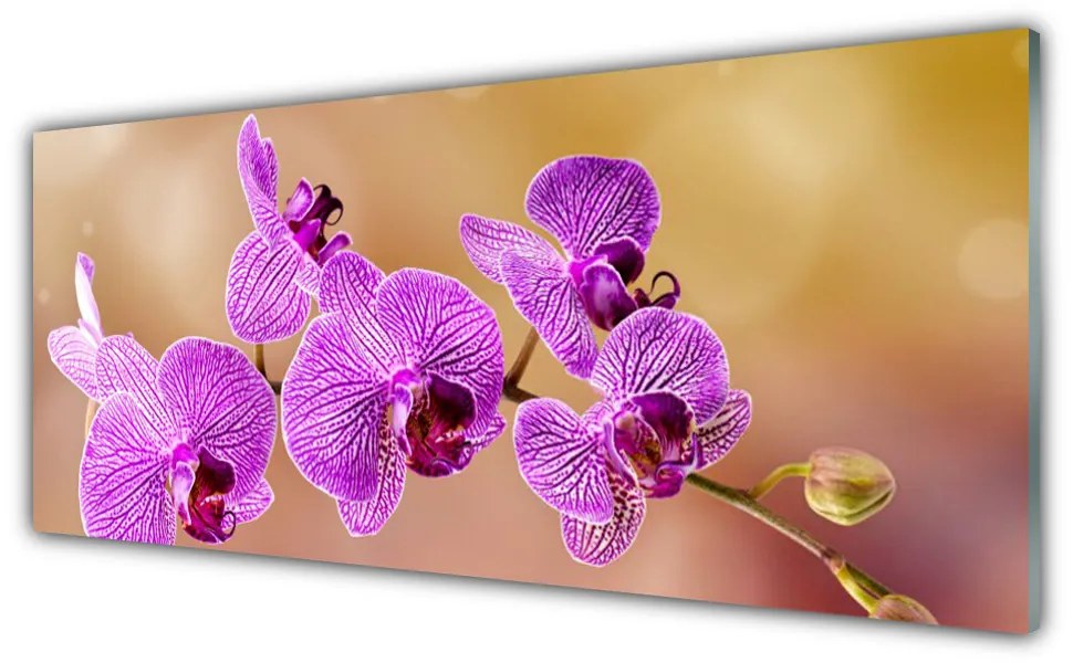 Plexisklo-obraz Orchidej Výhonky Květiny Příroda 125x50 cm