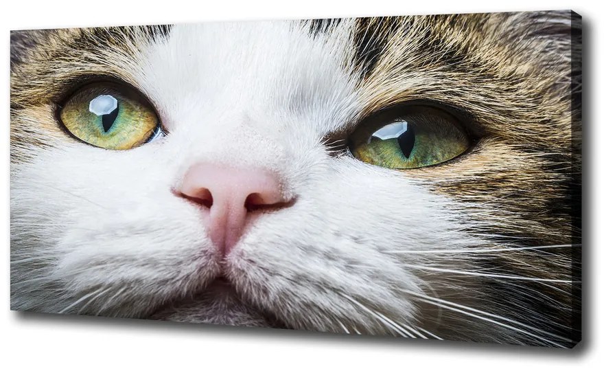Wallmuralia Foto obraz na plátně Zelené kočičí oči 100x50 cm