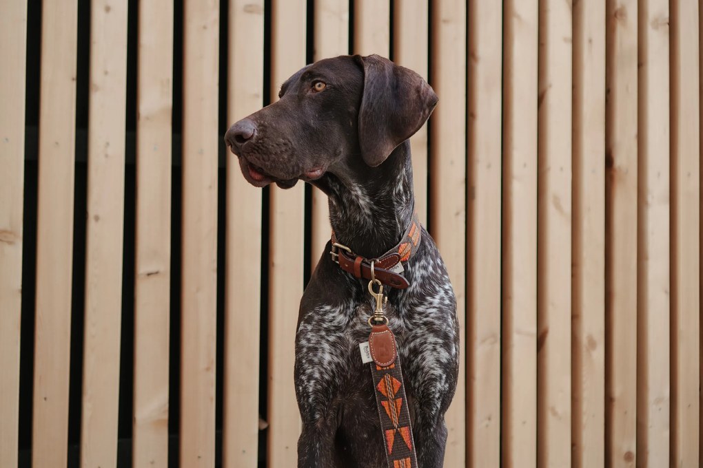 Obojek pro psa Buddys Etna hnědý Velikost: XL - 50 - 56 cm
