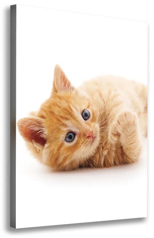 Wallmuralia Foto obraz canvas Malá červená kočka 70x100 cm