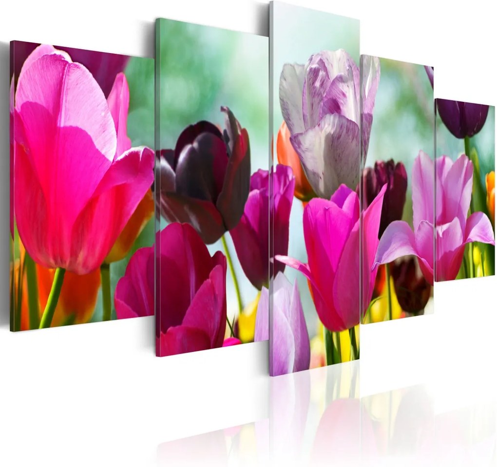 Obraz - Louka růžových tulipánů - 100x50
