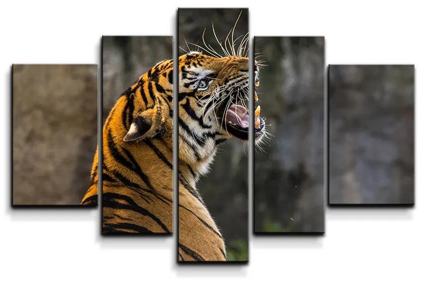 Sablio Obraz - 5-dílný Řvoucí tygr - 125x90 cm