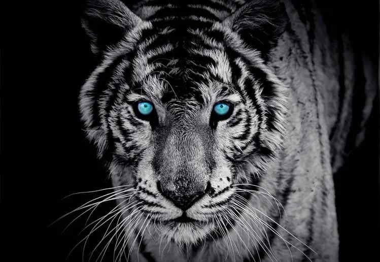Fototapeta, Tapeta Zvíře tygr, (104 x 70.5 cm) | BIANO
