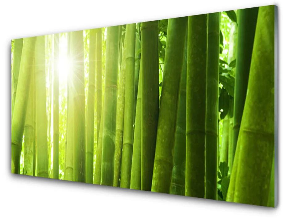 akrylový obraz Bambus Rostlina 140x70 cm