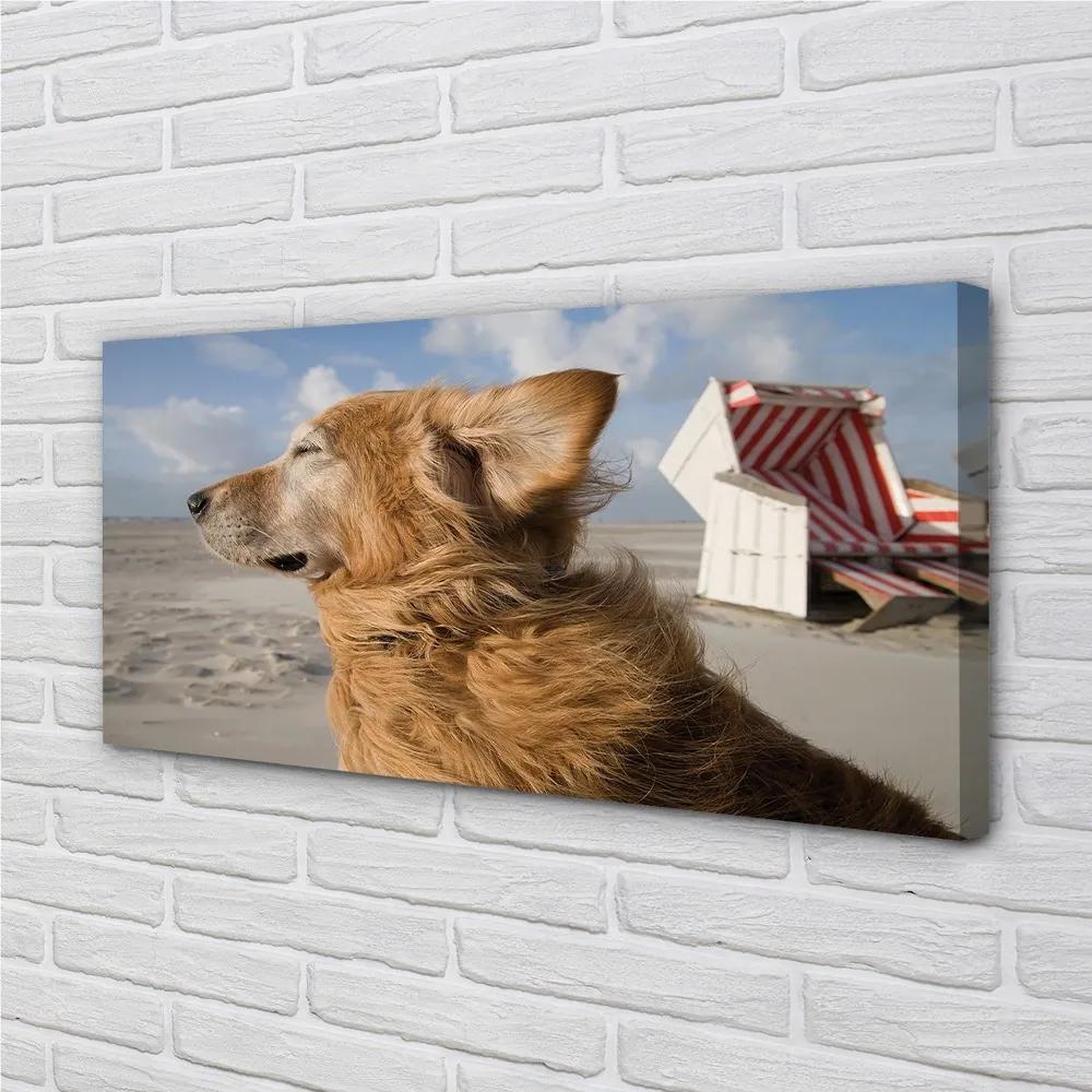 Obrazy na plátně Hnědý pes beach 125x50 cm