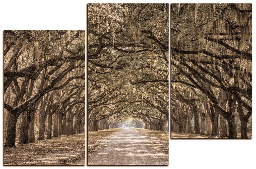 Obraz na plátně - Historické dubové stromy lemované polní cestou 1239FD (105x70 cm)