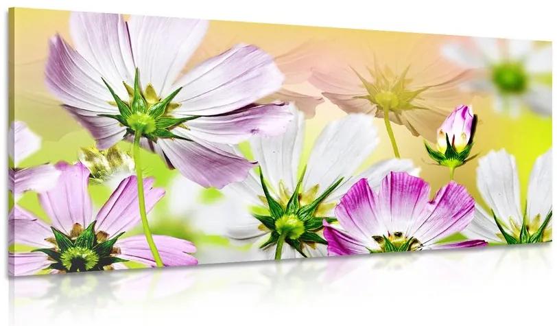 Obraz zahradní květiny Varianta: 100x50