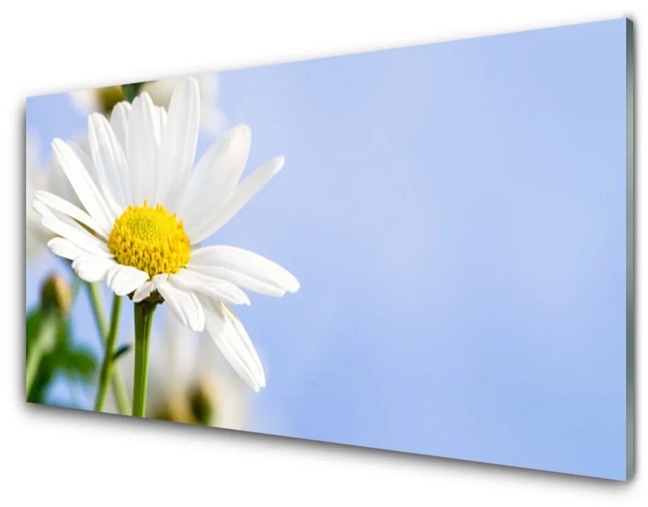 Plexisklo-obraz Sedmikráska Rostlina Příroda 140x70 cm