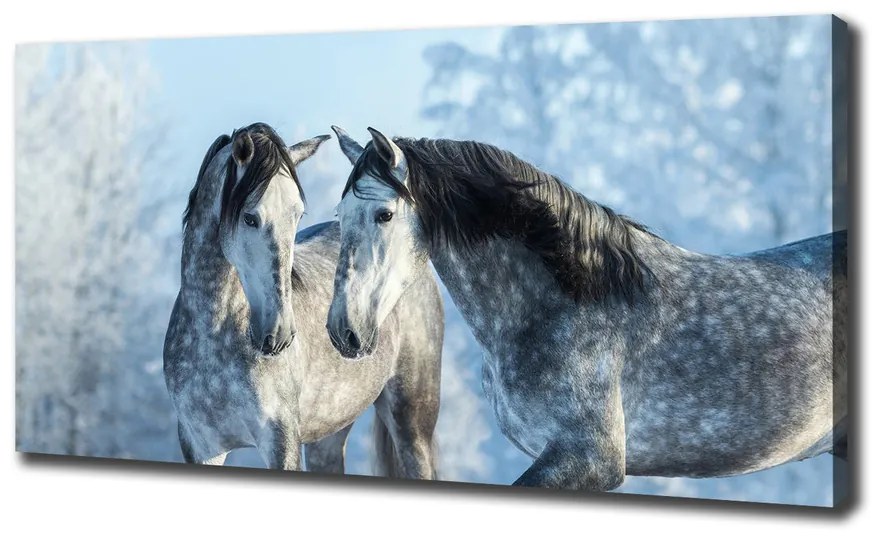 Wallmuralia Foto obraz na plátně Zima šedý kůň 140x70 cm