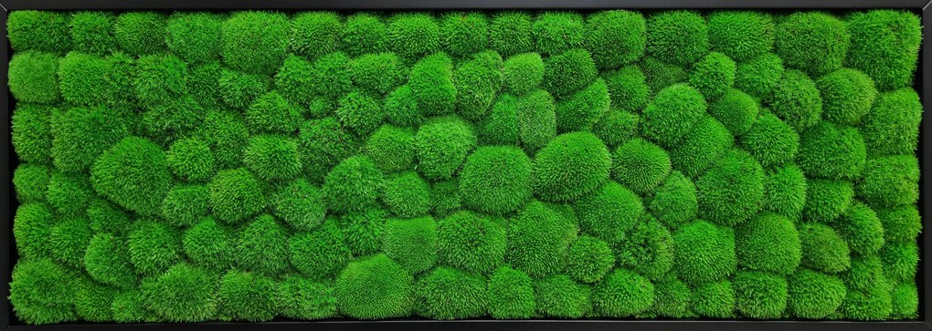 Mechdekor Obraz Kopečkový mech světle zelený – 136x56cm černý dřevěný tenký rám