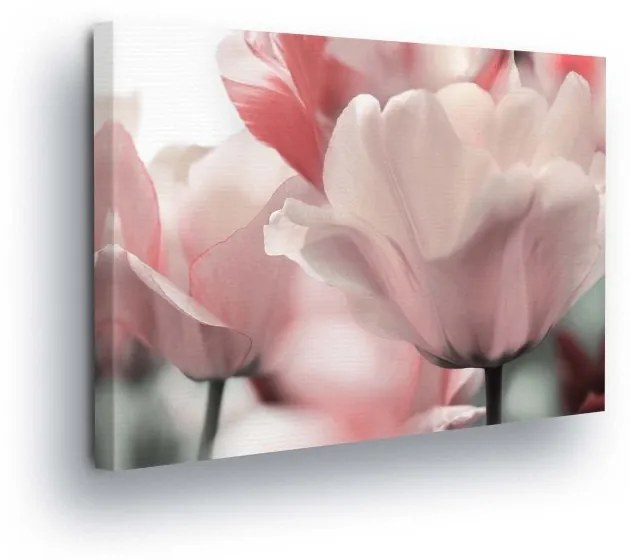 GLIX Obraz na plátně - Světle Růžové Květy Tulipánů 25x35 cm