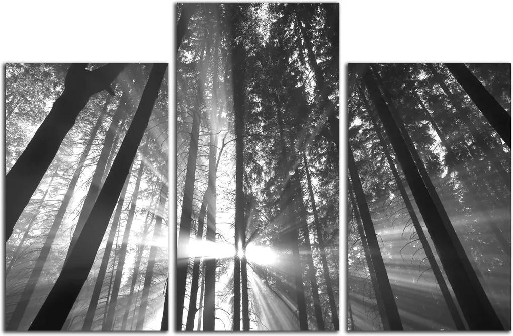 Obraz Stromy v lese , vícedílný