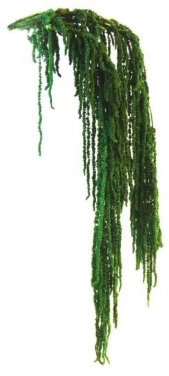 Amaranthus Green - zelená