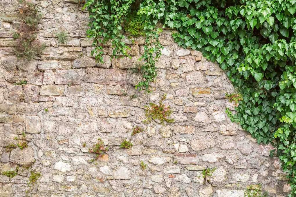DIMEX | Samolepicí vliesová fototapeta na zeď Kamenná zeď s listy MA-5-2405 | 375 x 250 cm | zelená, béžová