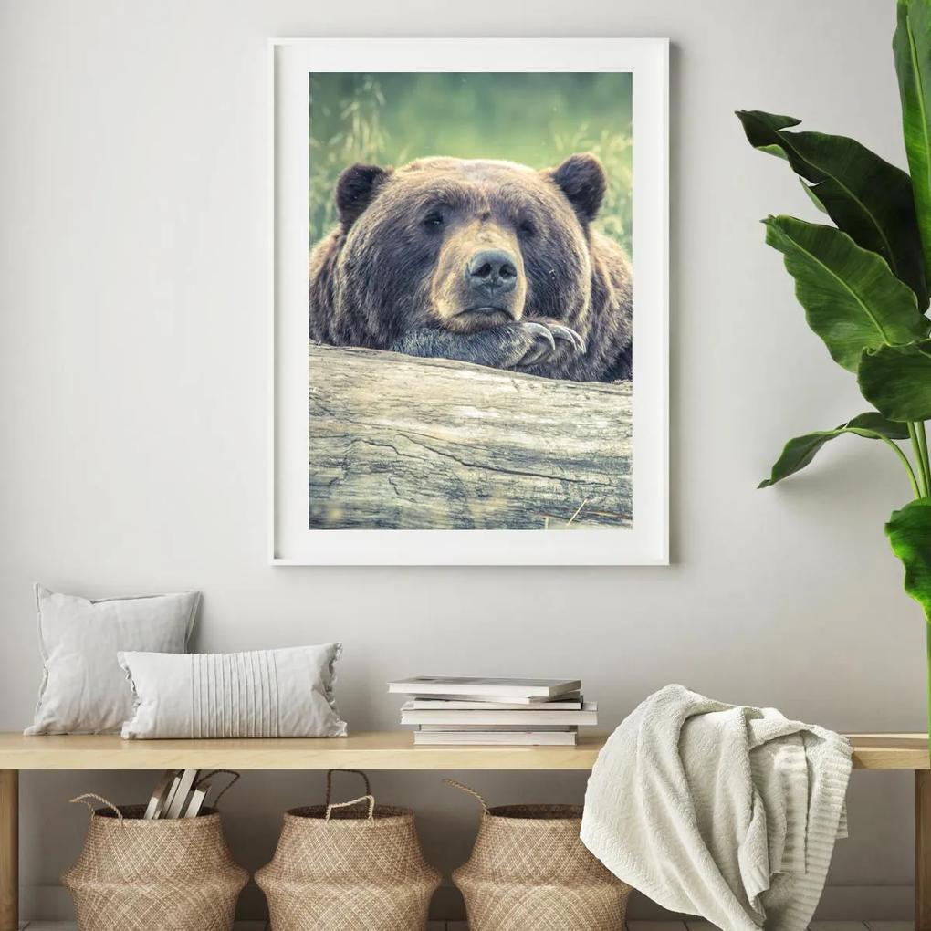 Plakát - Odpočívající medvěd (A4)