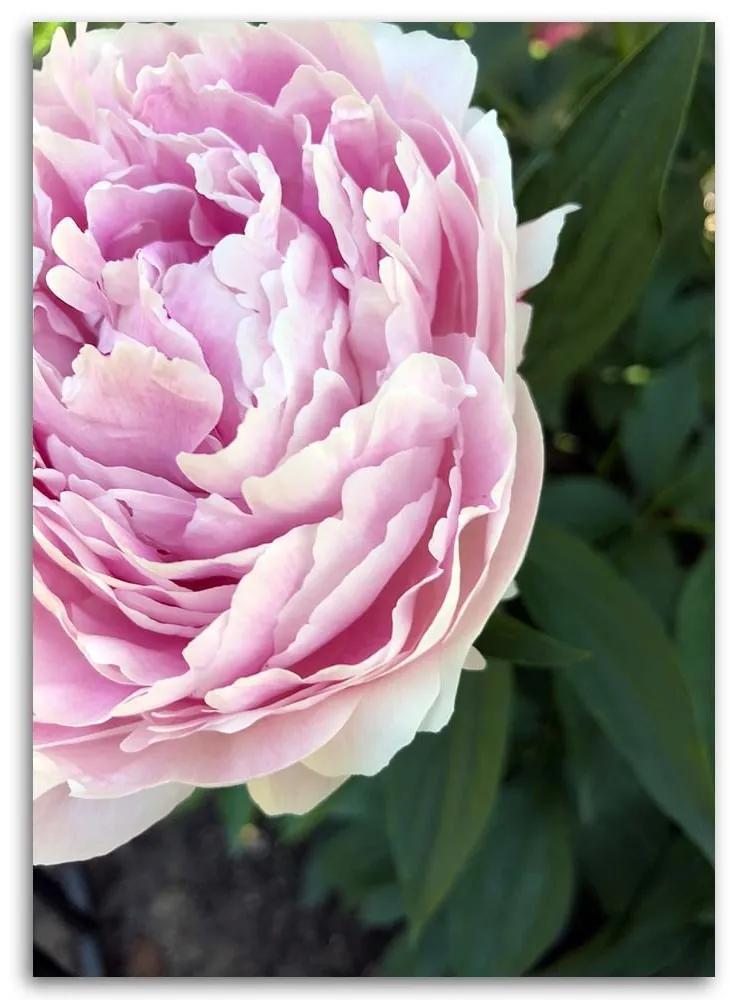 Obraz na plátně, Pivoňka Květina Rostlina - 60x90 cm